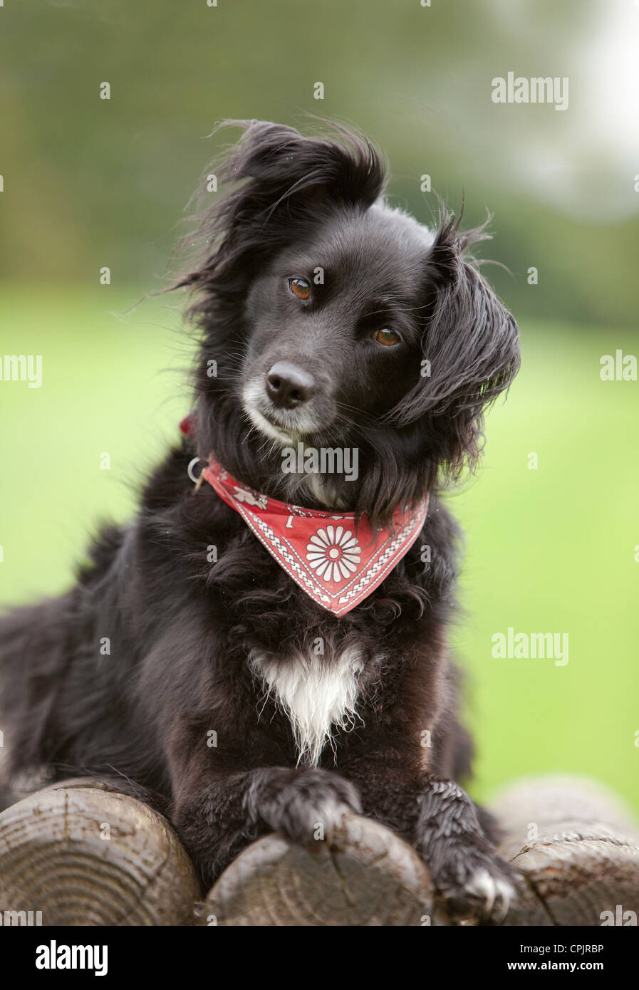 Border Collie Cross High Resolution Stock Photography and Images - Alamy