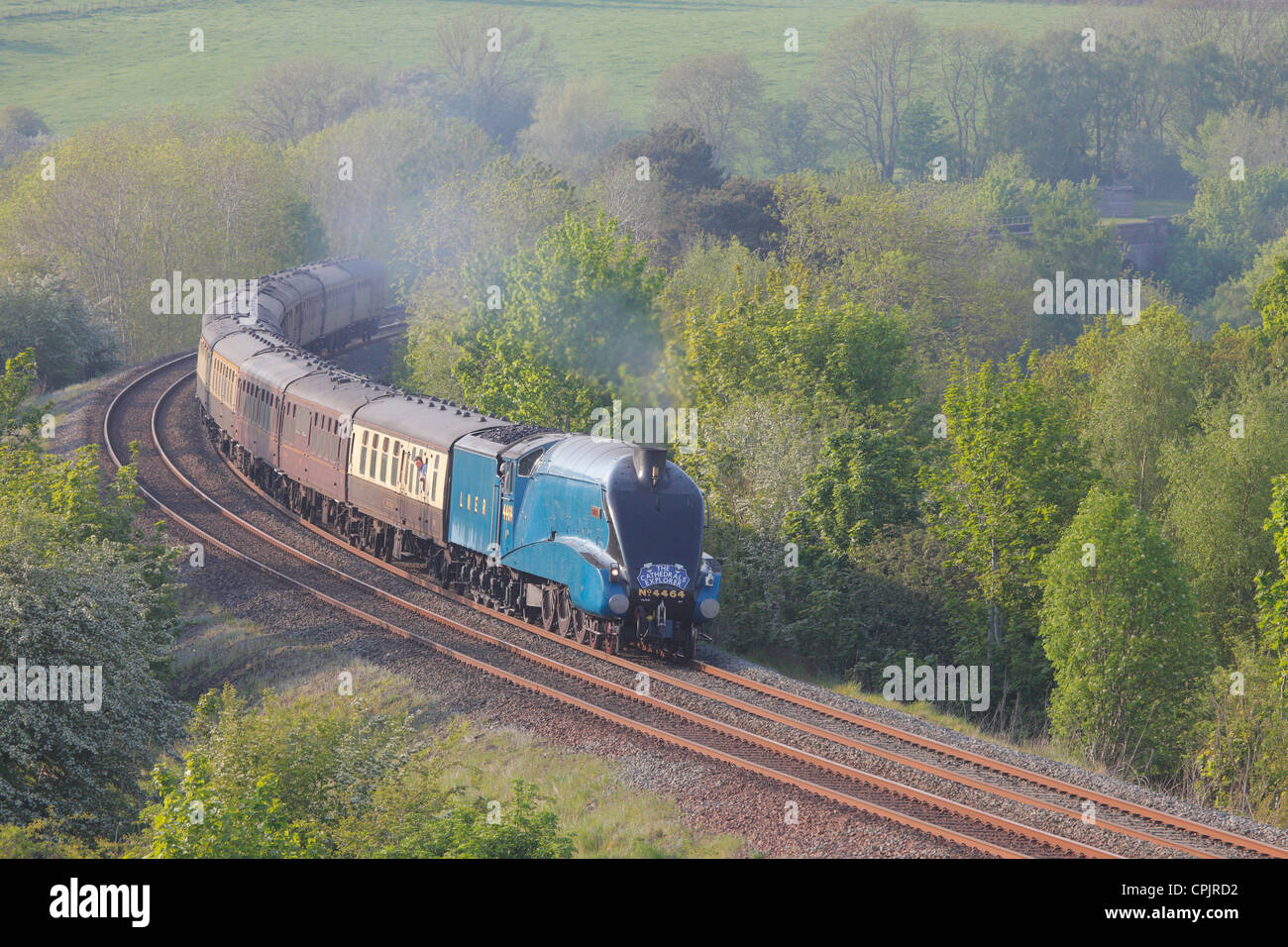 4464 Bittern High Resolution Stock Photography and Images - Alamy