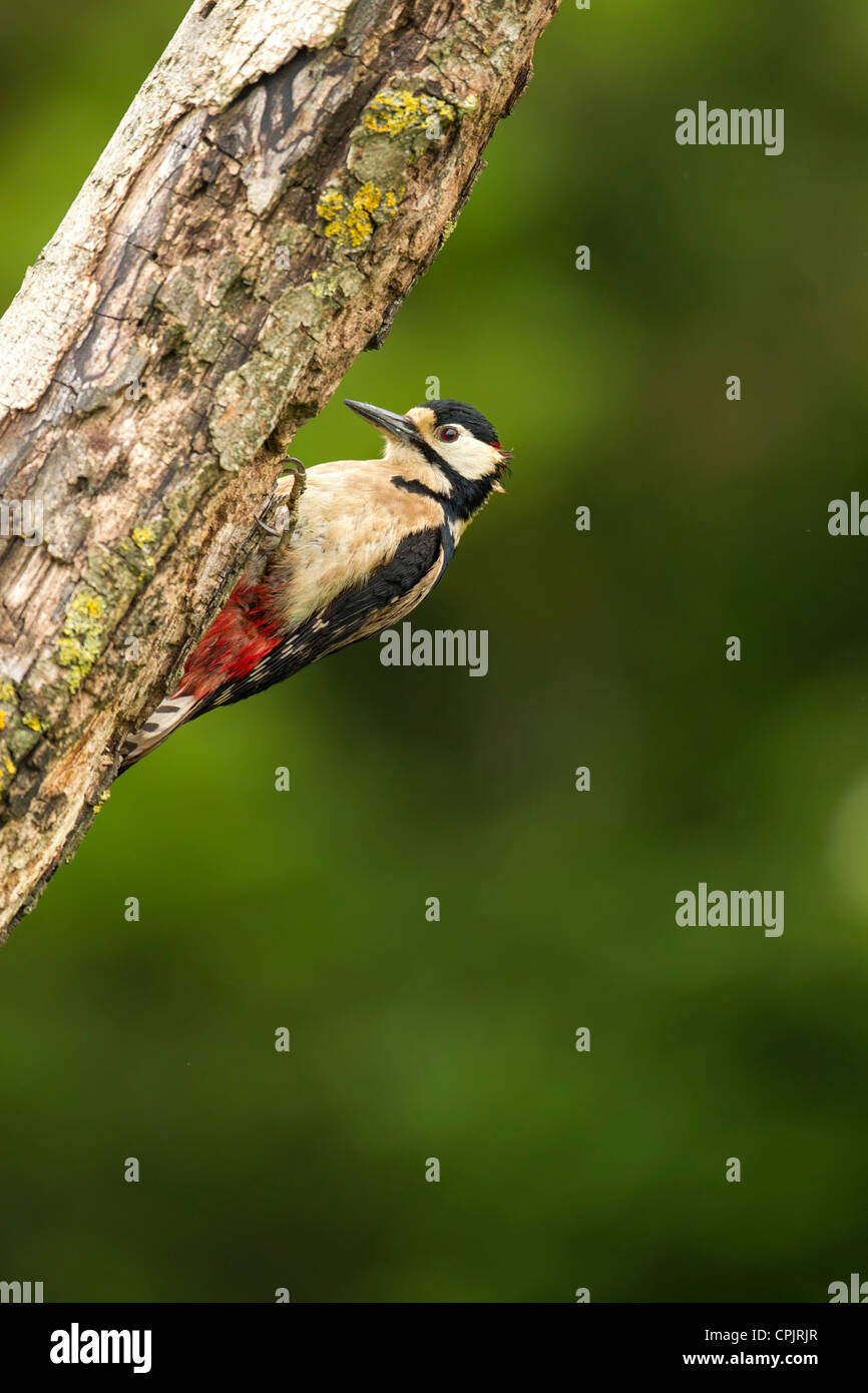 Great Spotted Woodpecker (Dendrocopos major) - UK Stock Photo - Alamy