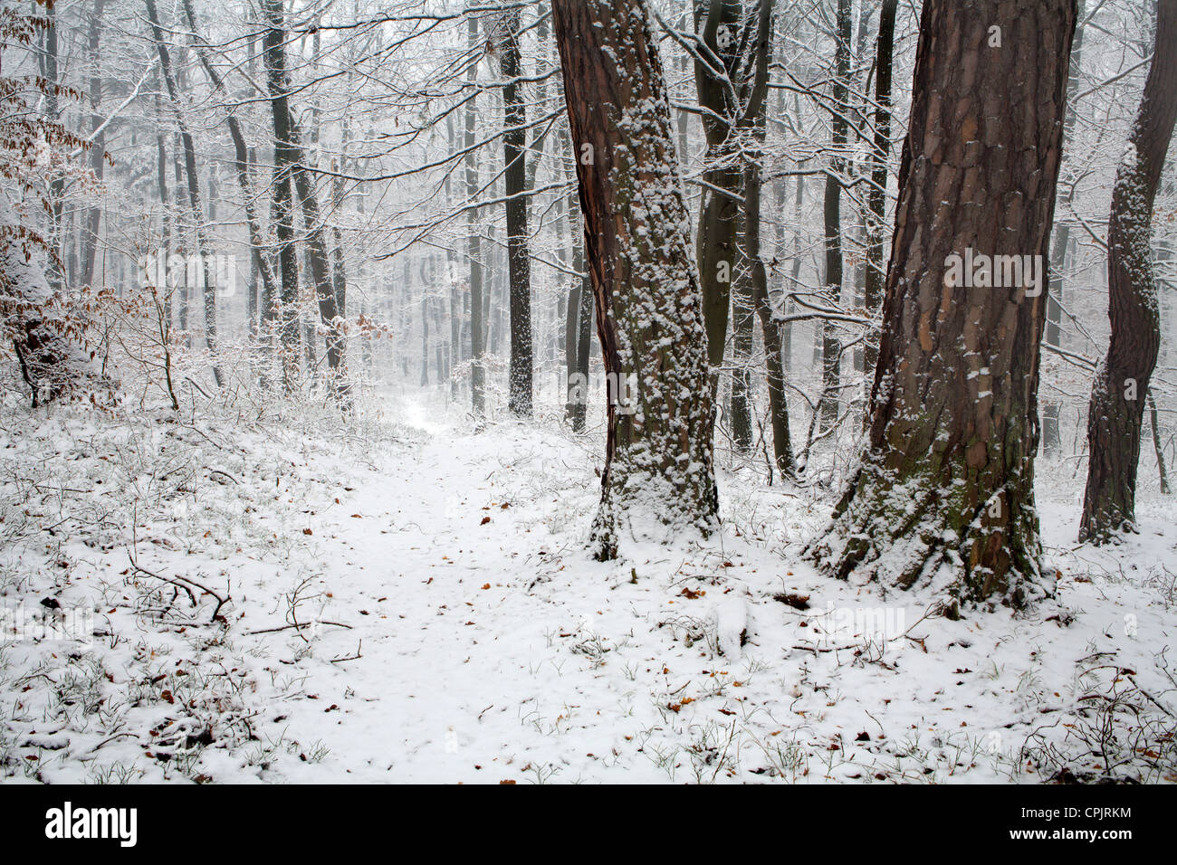 Snowfall in nature hi-res stock photography and images - Alamy