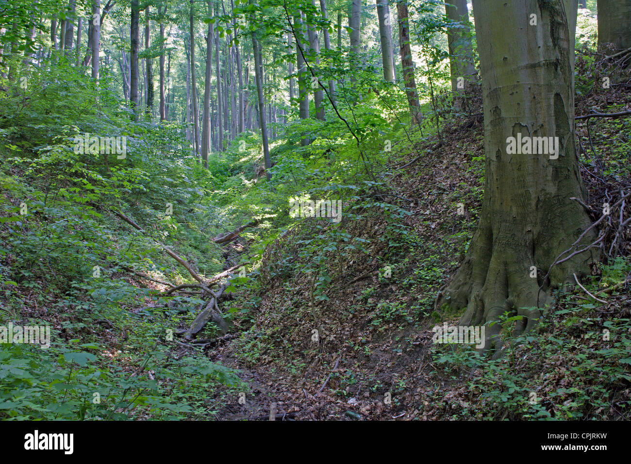 Little forest summer hi-res stock photography and images - Alamy