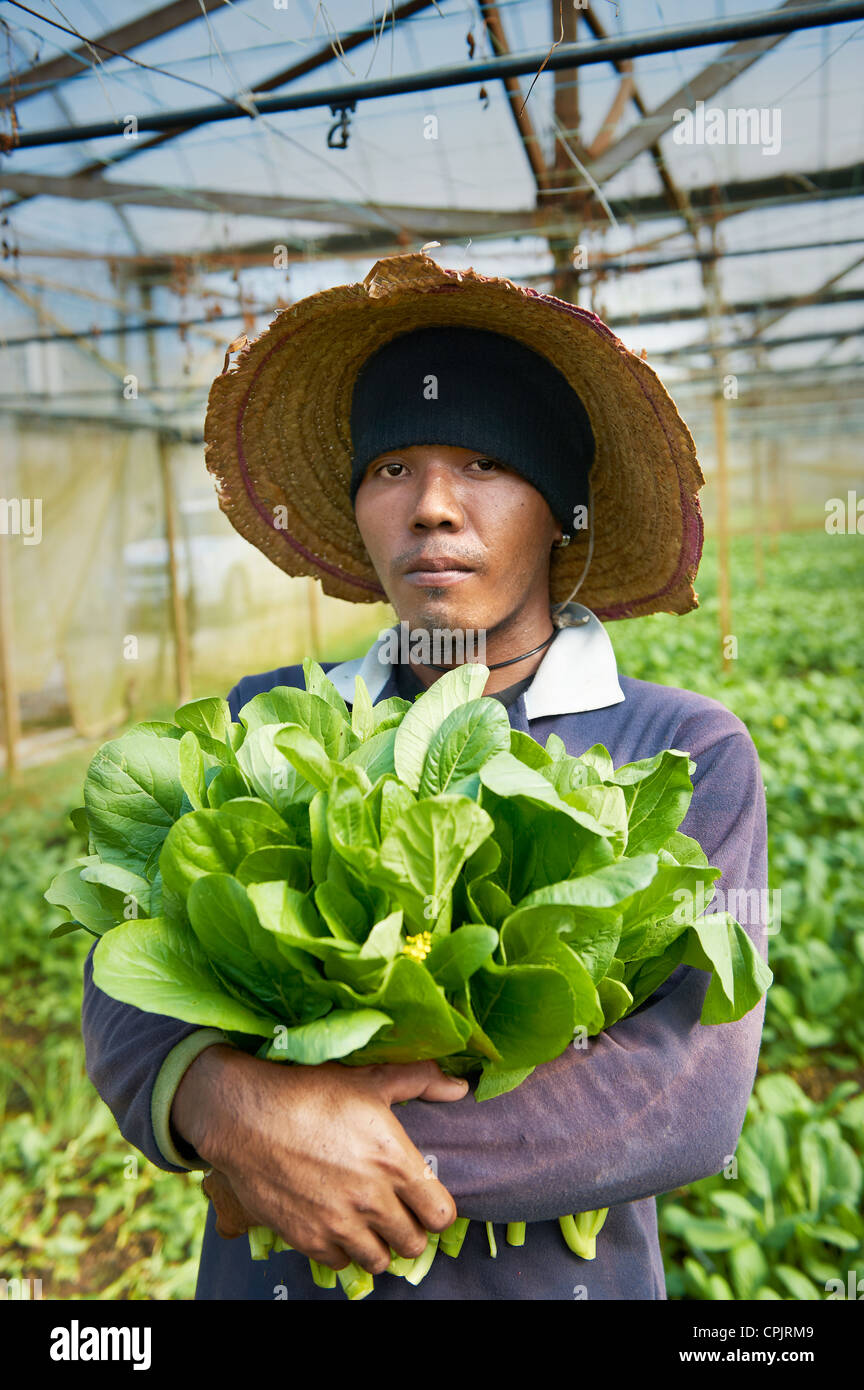 Malaysian agriculture hi-res stock photography and images - Alamy