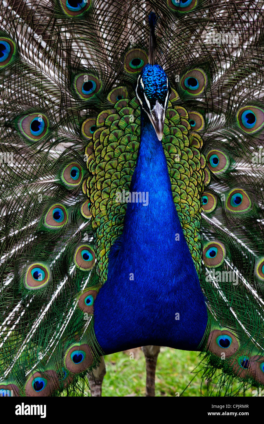 Peacock posture hi-res stock photography and images - Alamy