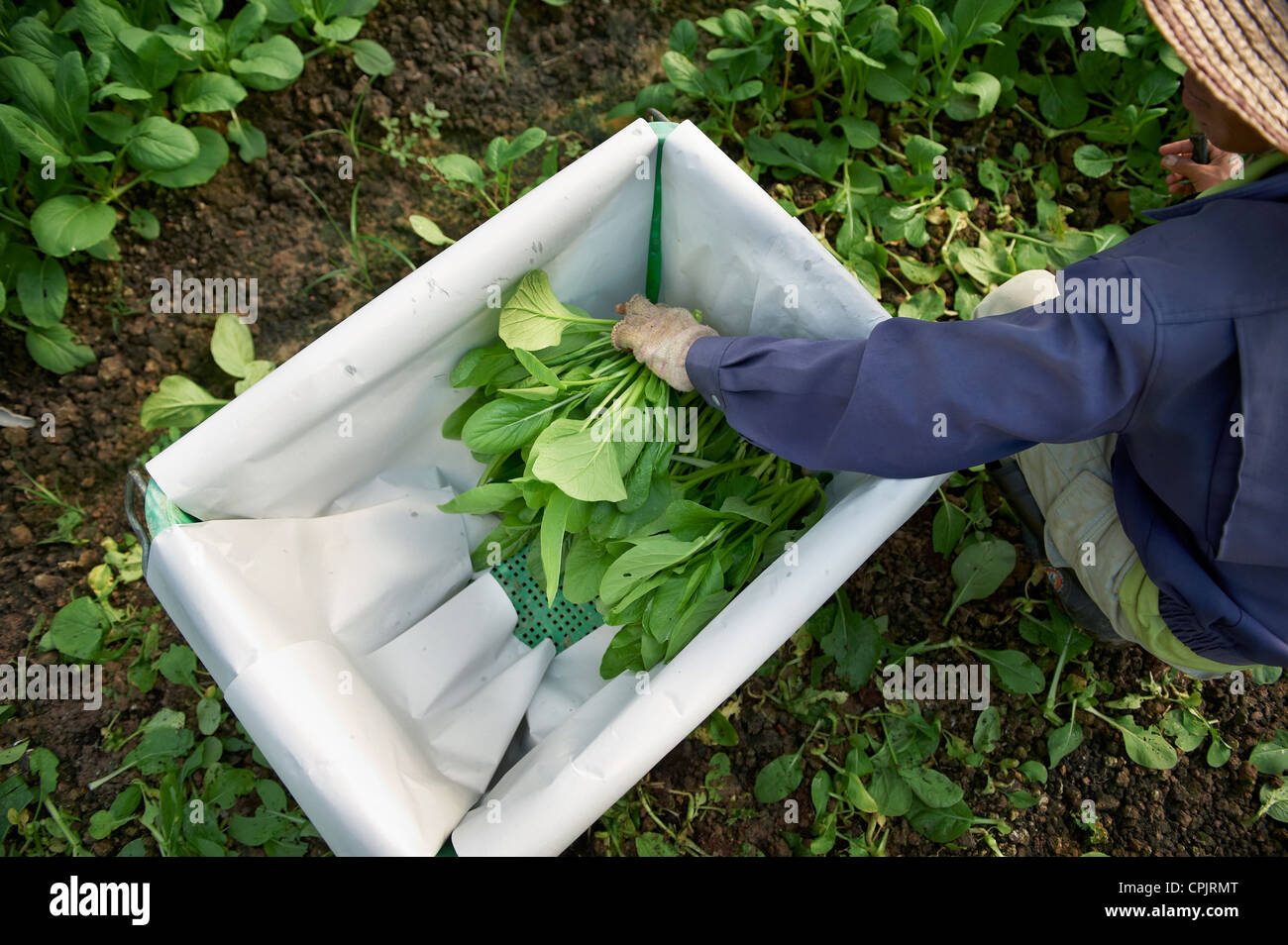 A Malaysian farmer harvesting rich vegetation in Johor, Malaysia Stock ...