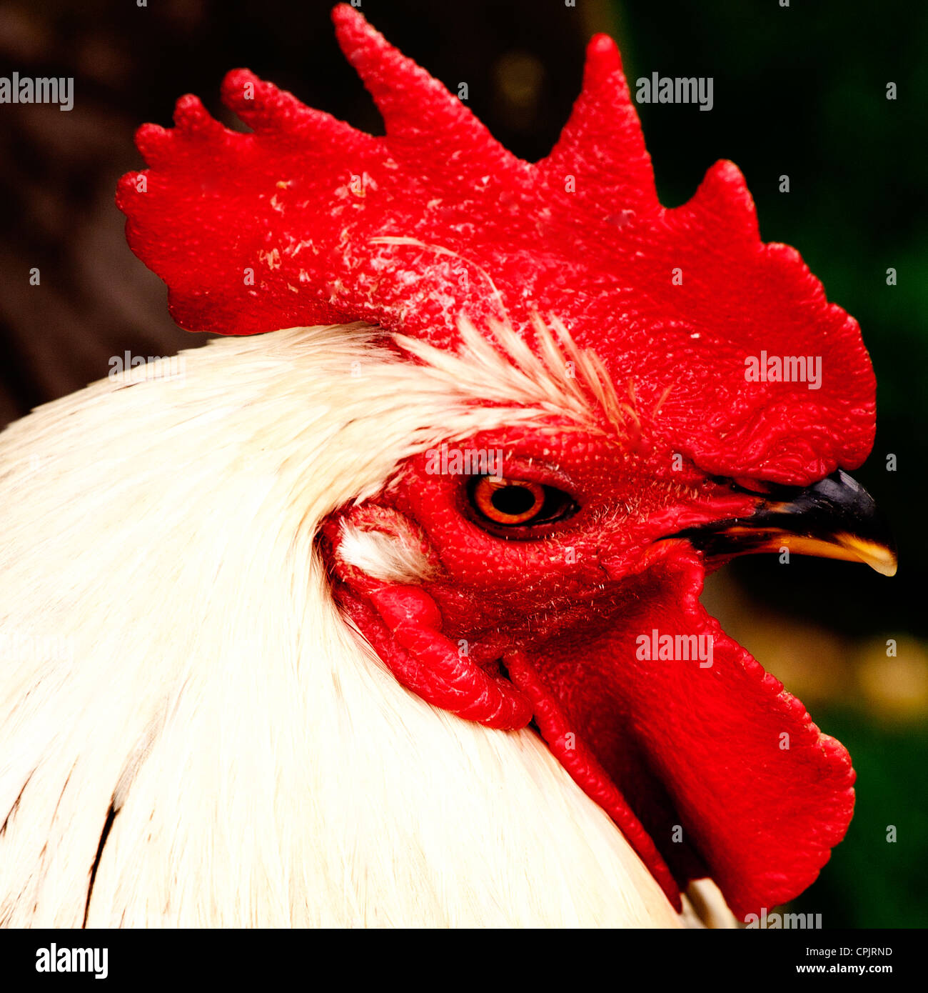 White cockerel hi-res stock photography and images - Alamy