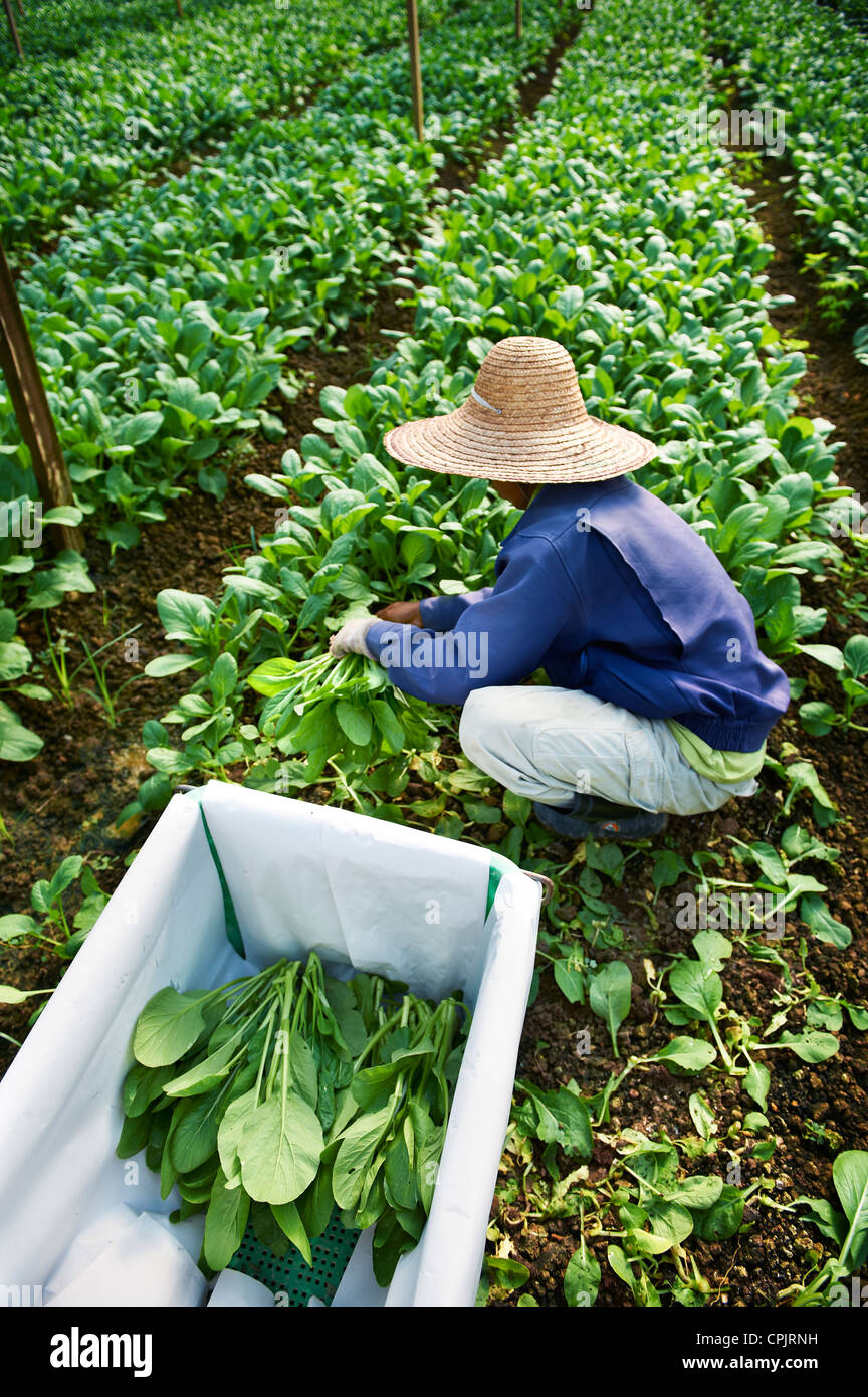 Malaysian farmer harvesting rich vegetation hi-res stock photography ...