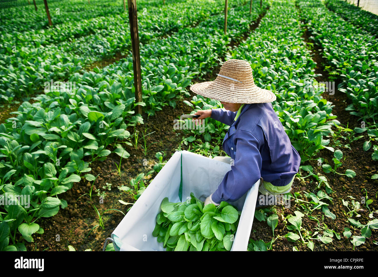A Malaysian farmer harvesting rich vegetation in Johor, Malaysia Stock ...
