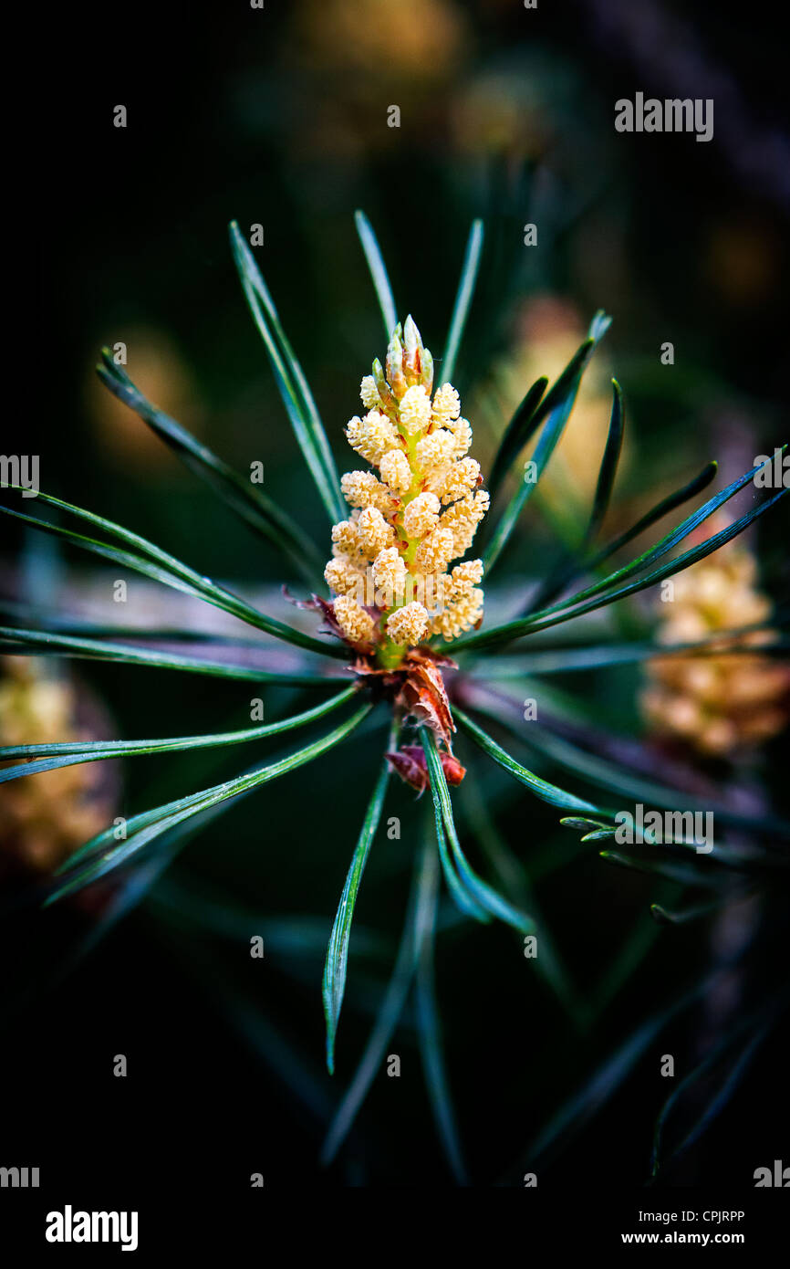 Close up of a Scots pine ripe pollen cone Stock Photo - Alamy