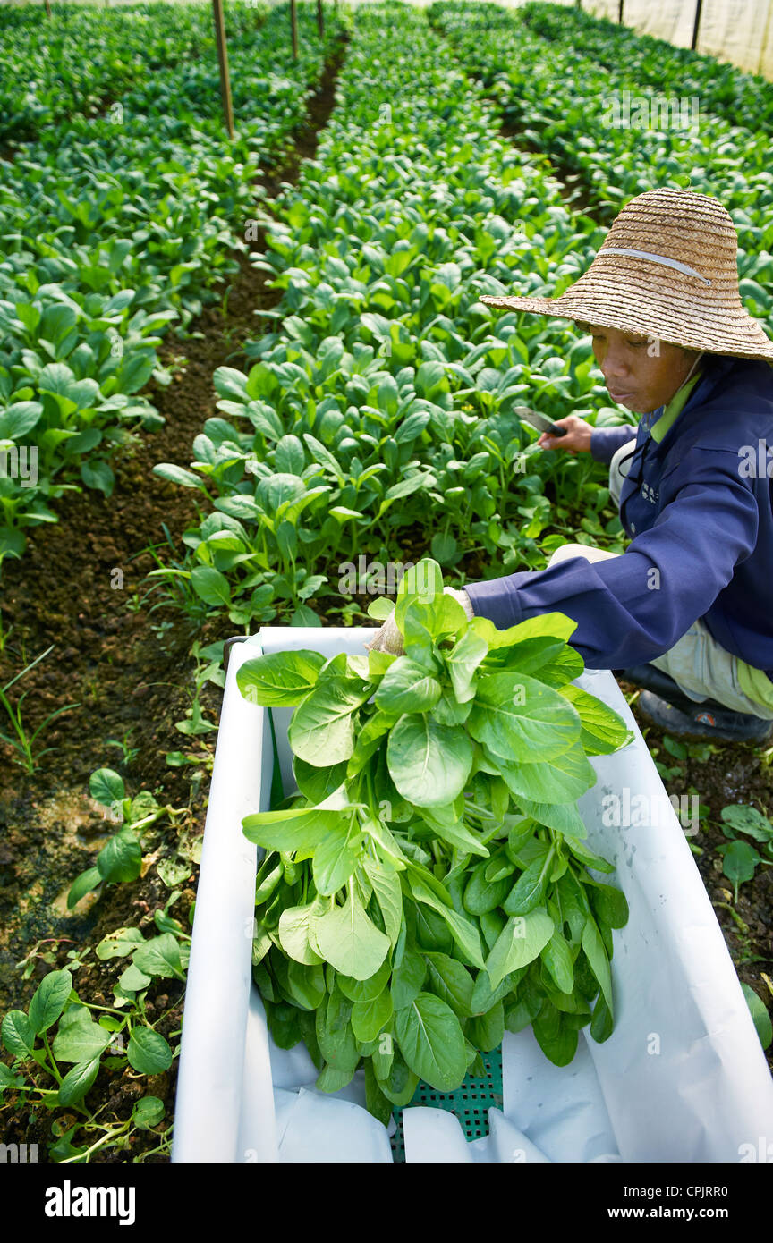 A Malaysian farmer harvesting rich vegetation in Johor, Malaysia Stock ...