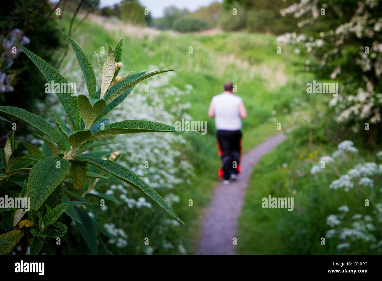 Man walking along a country footpath Stock Photo - Alamy