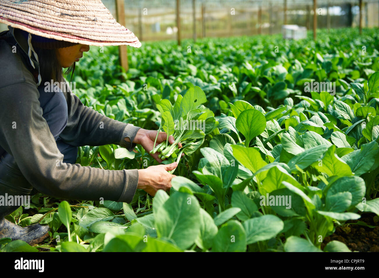 Malaysian farmer harvesting rich vegetation hi-res stock photography ...