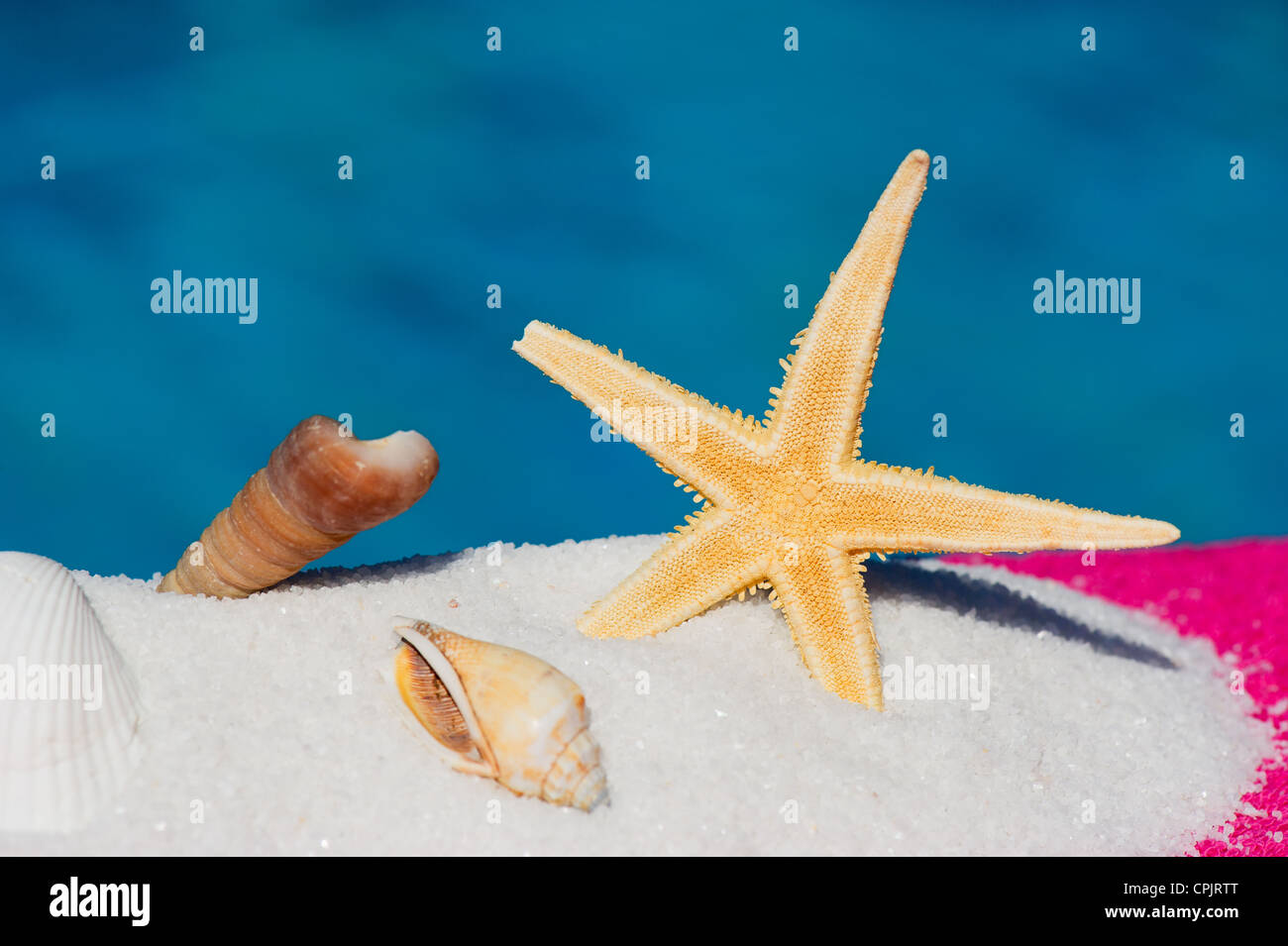 Shells in sand near the swimming pool Stock Photo - Alamy