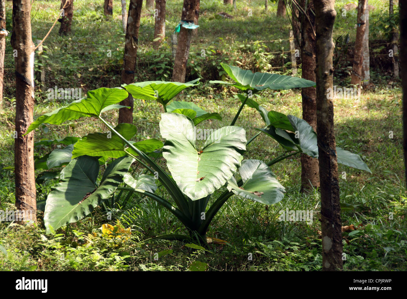 Big taro hi-res stock photography and images - Alamy