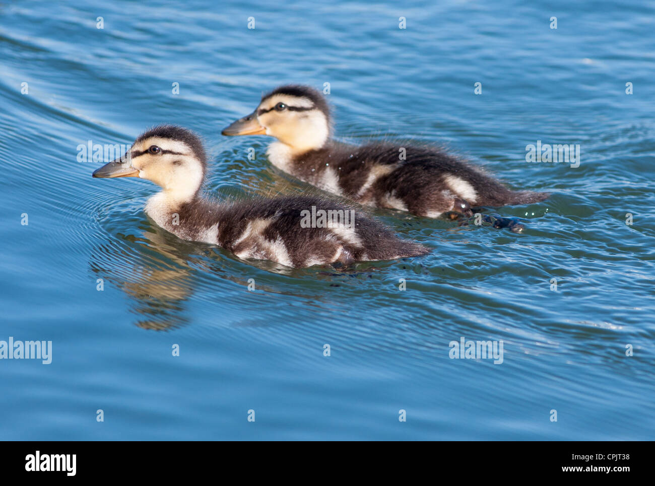 Two ducklings, Cambridgeshire, UK Stock Photo - Alamy
