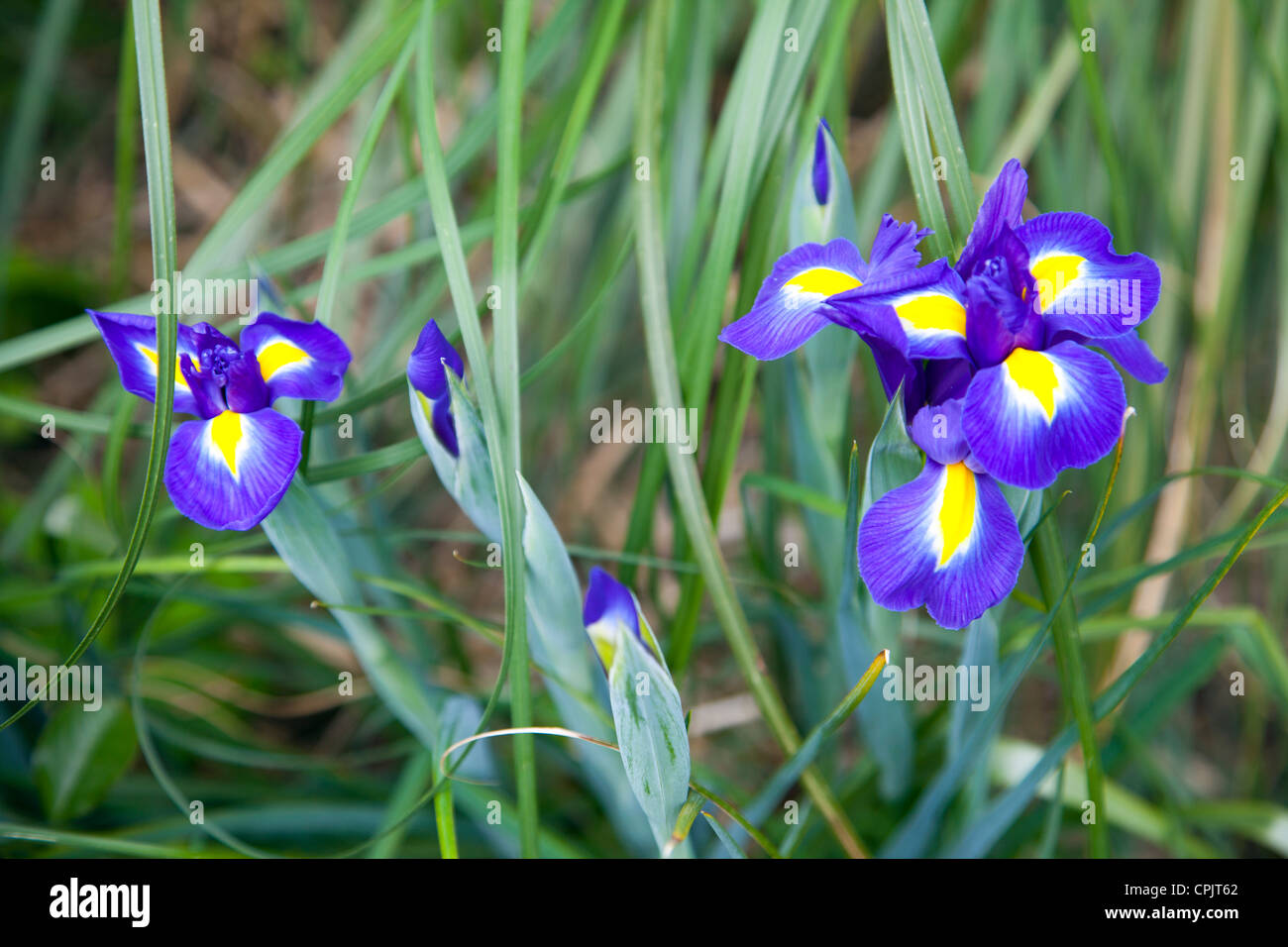 Iris Flowers in Garden Stock Photo - Alamy