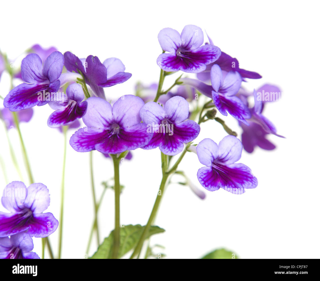 Purple-lilac Streptocarpus (Cape Primrose, nodding violet), isolated on ...