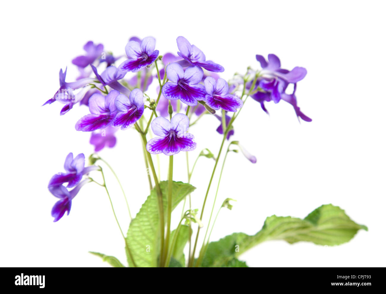 Purple-lilac Streptocarpus (Cape Primrose, nodding violet), isolated on ...