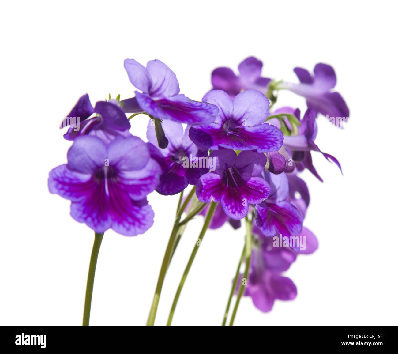 Purple-lilac Streptocarpus (Cape Primrose, nodding violet), isolated on ...