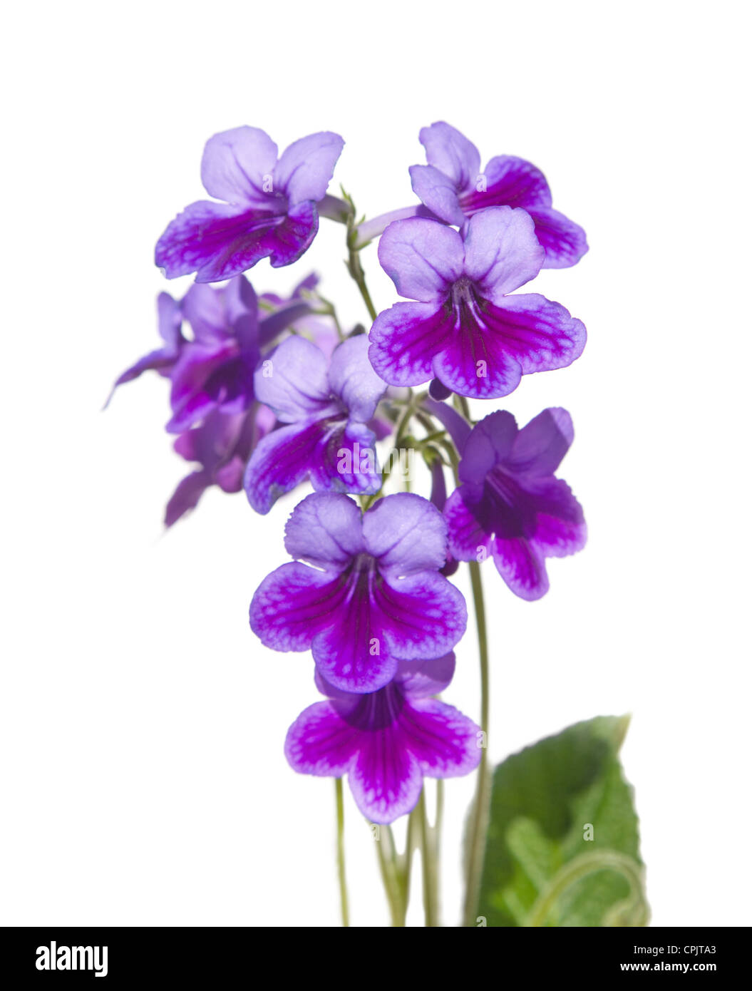 Purple-lilac Streptocarpus (Cape Primrose, nodding violet), isolated on ...