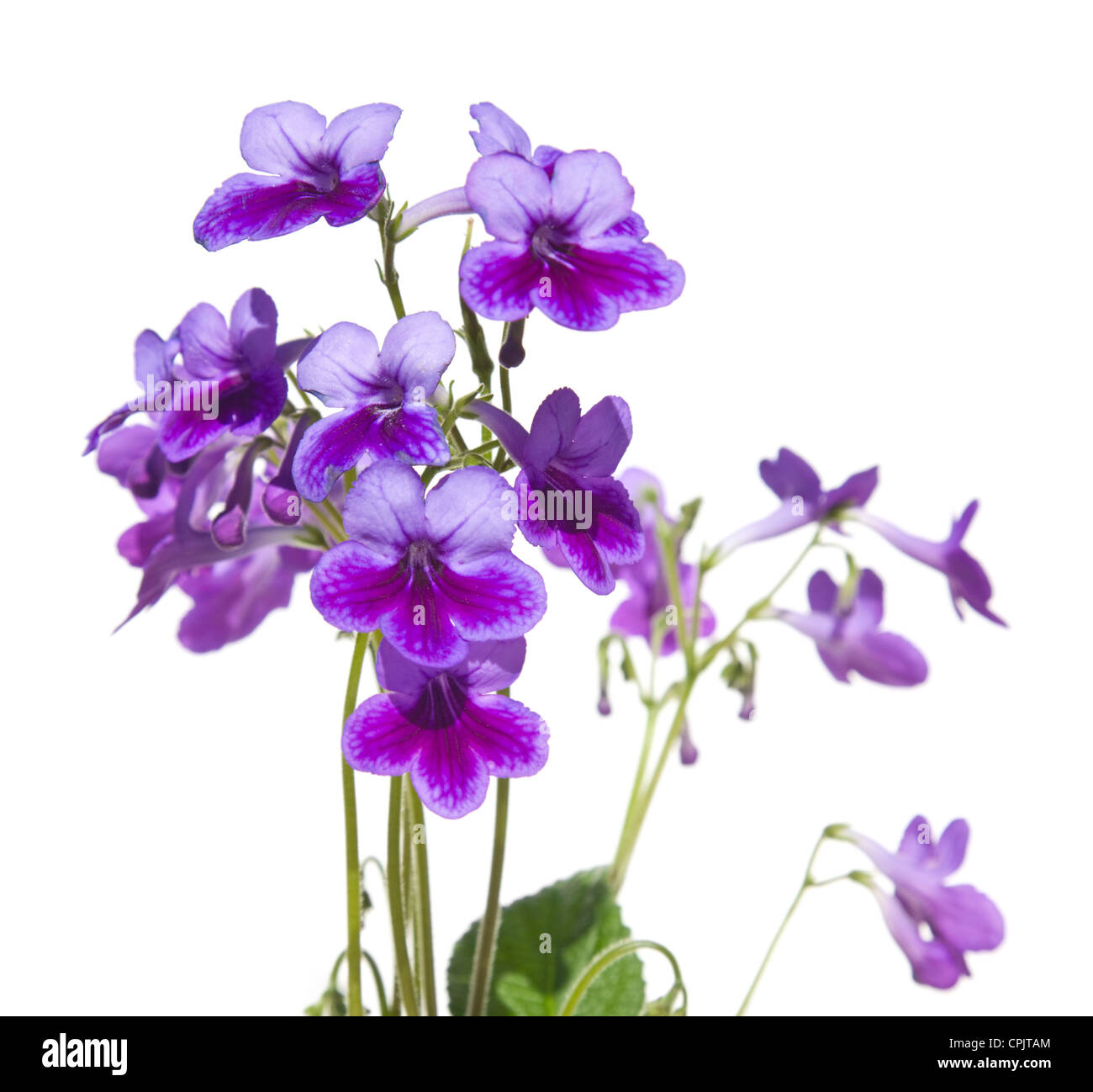Purple-lilac Streptocarpus (Cape Primrose, nodding violet), isolated on ...