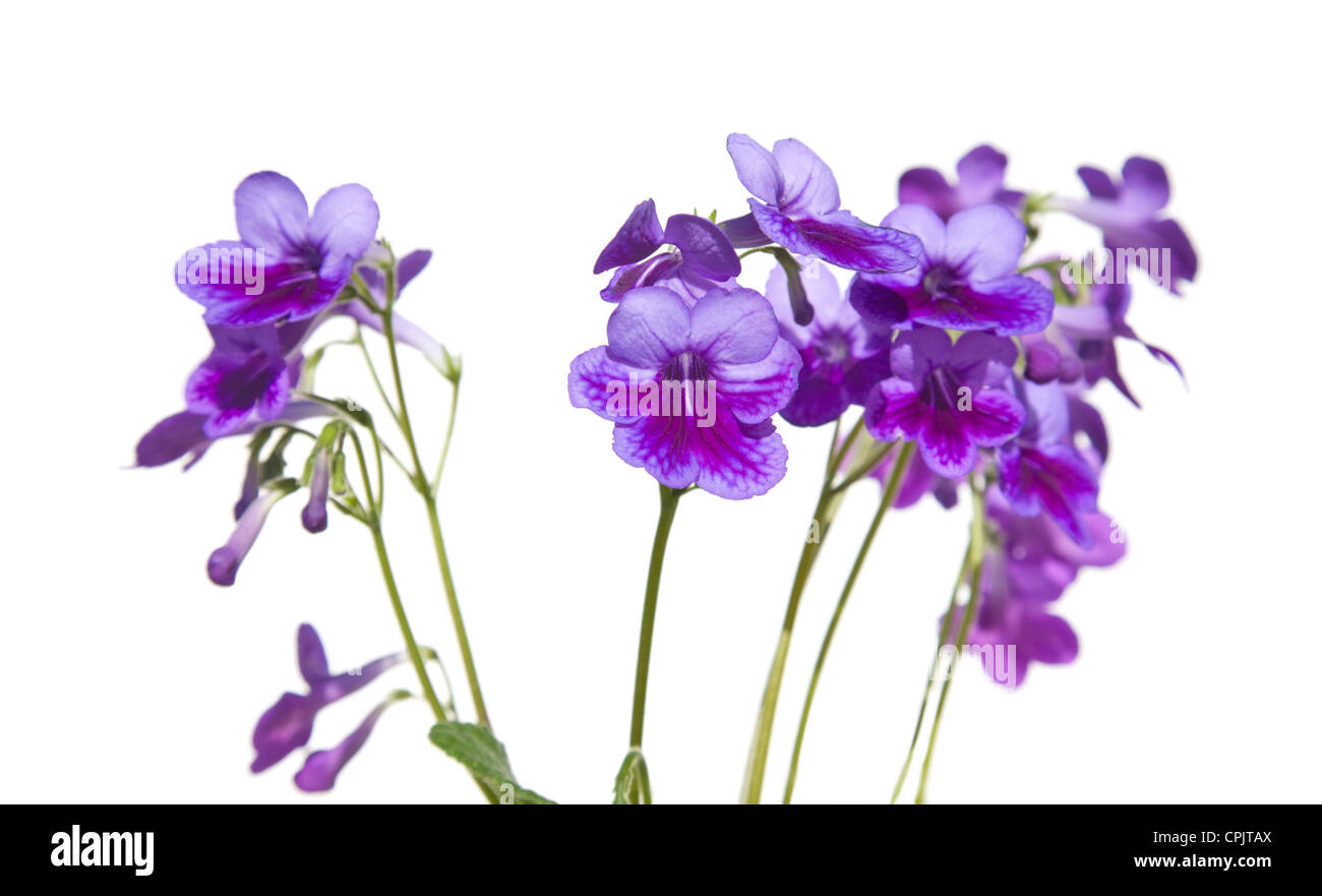 Purple-lilac Streptocarpus (Cape Primrose, nodding violet), isolated on ...