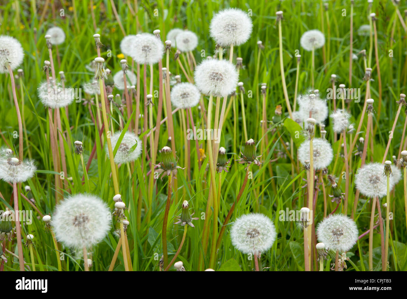 Full dandelion hi-res stock photography and images - Alamy