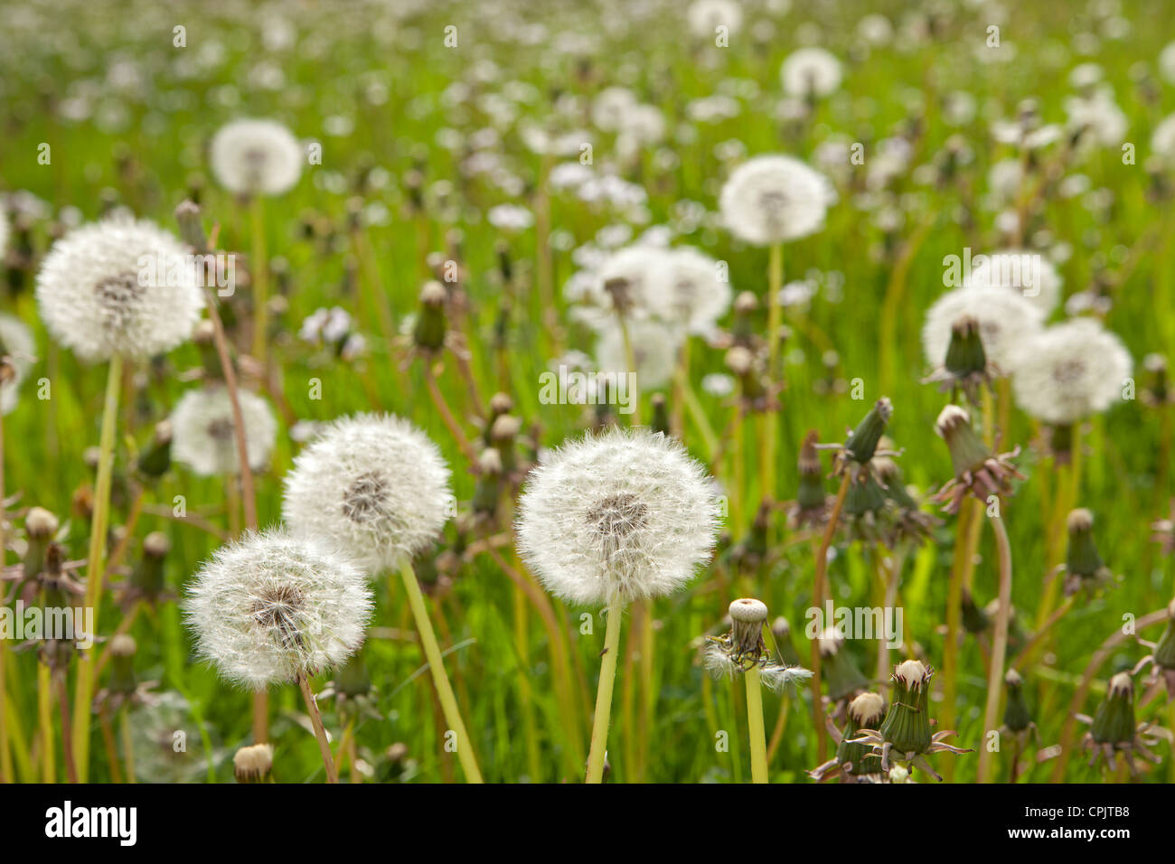 flower meadow full of dandelions Stock Photo - Alamy