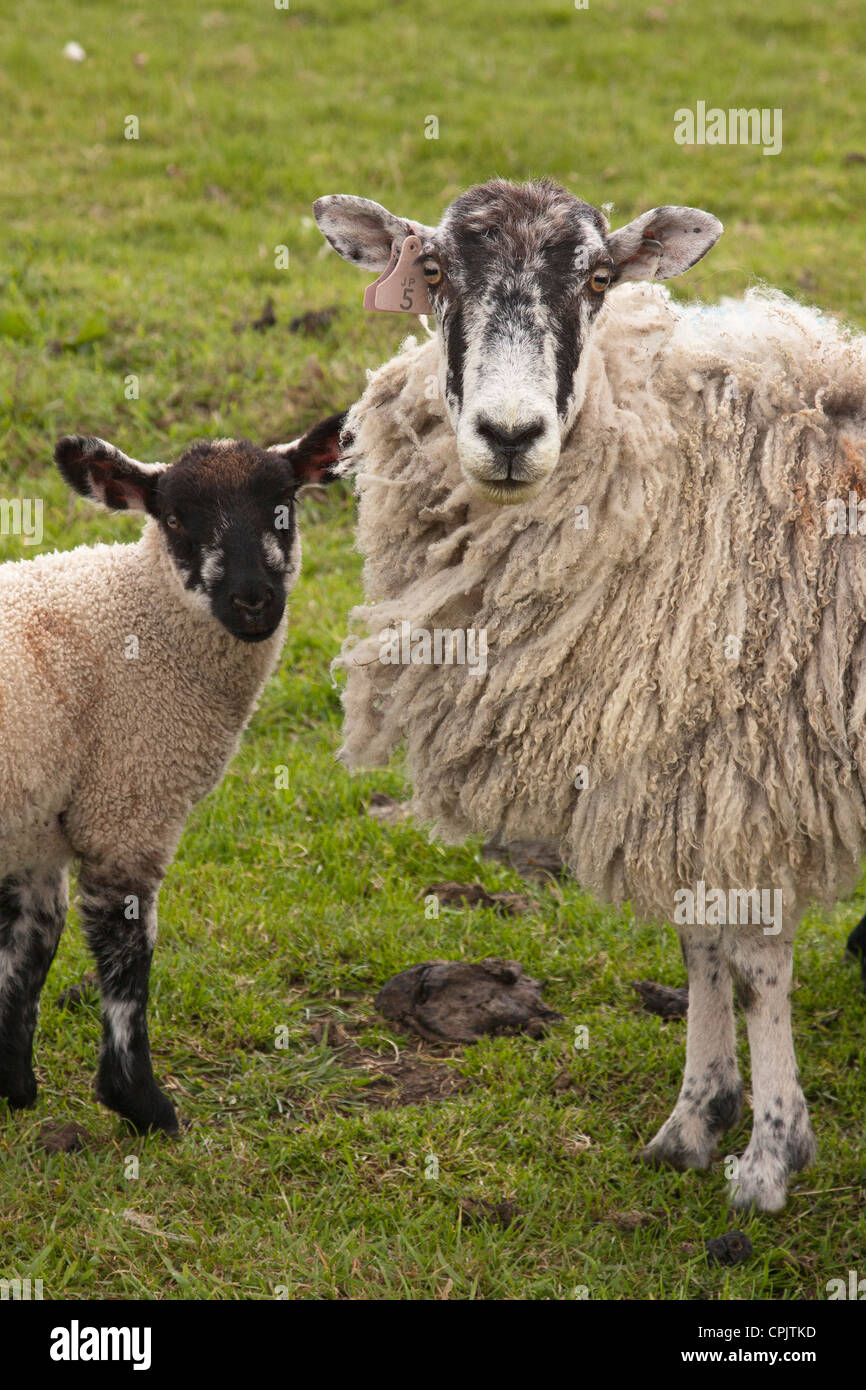 Shropshire sheep hi-res stock photography and images - Alamy