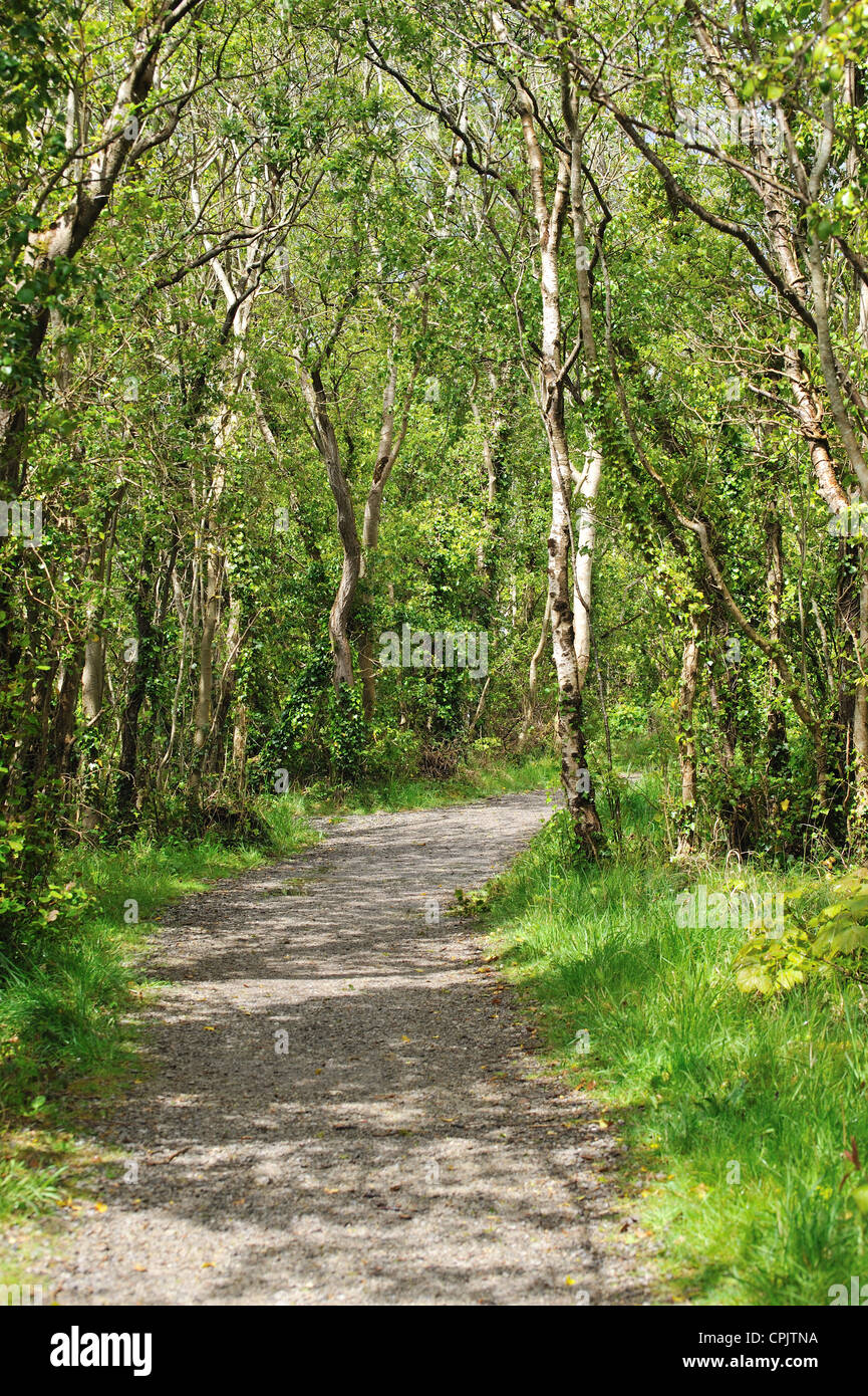 Small road in a green forest Stock Photo - Alamy