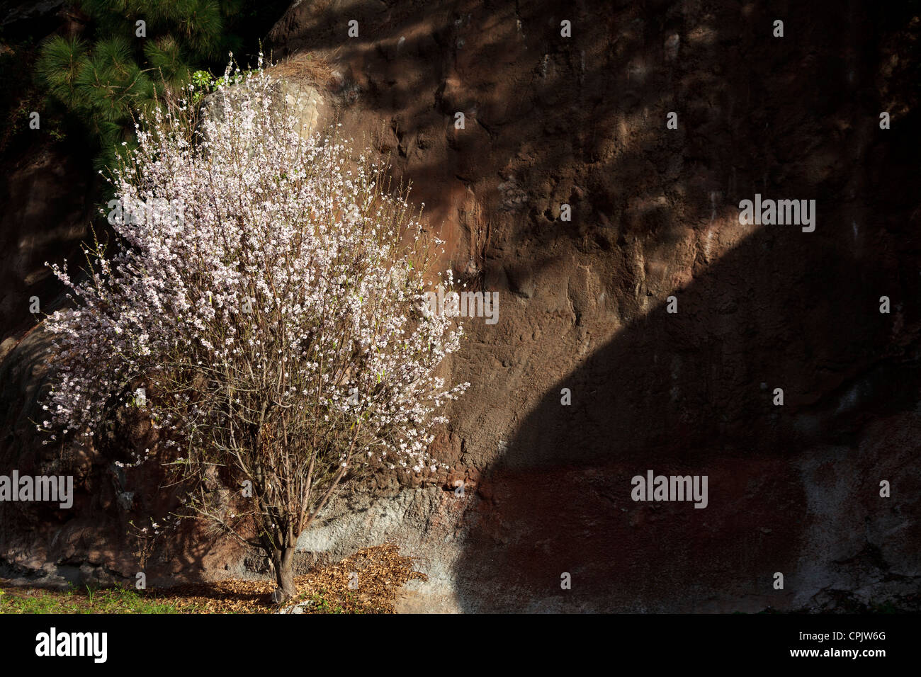 Almond tree shade hi-res stock photography and images - Alamy