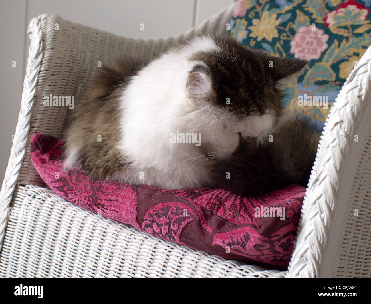 Snoozing cat hi-res stock photography and images - Alamy