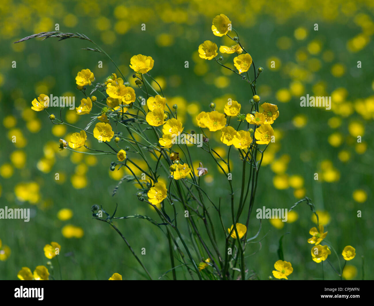 Lots of buttercups hi-res stock photography and images - Alamy