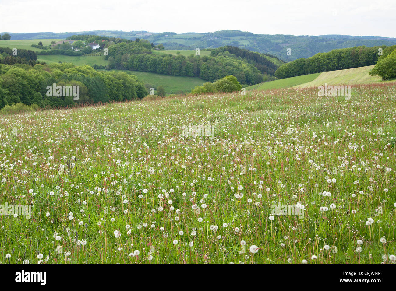 landscape near Muhle, Sauerland, North Rhine-Westfalia, Germany Stock ...