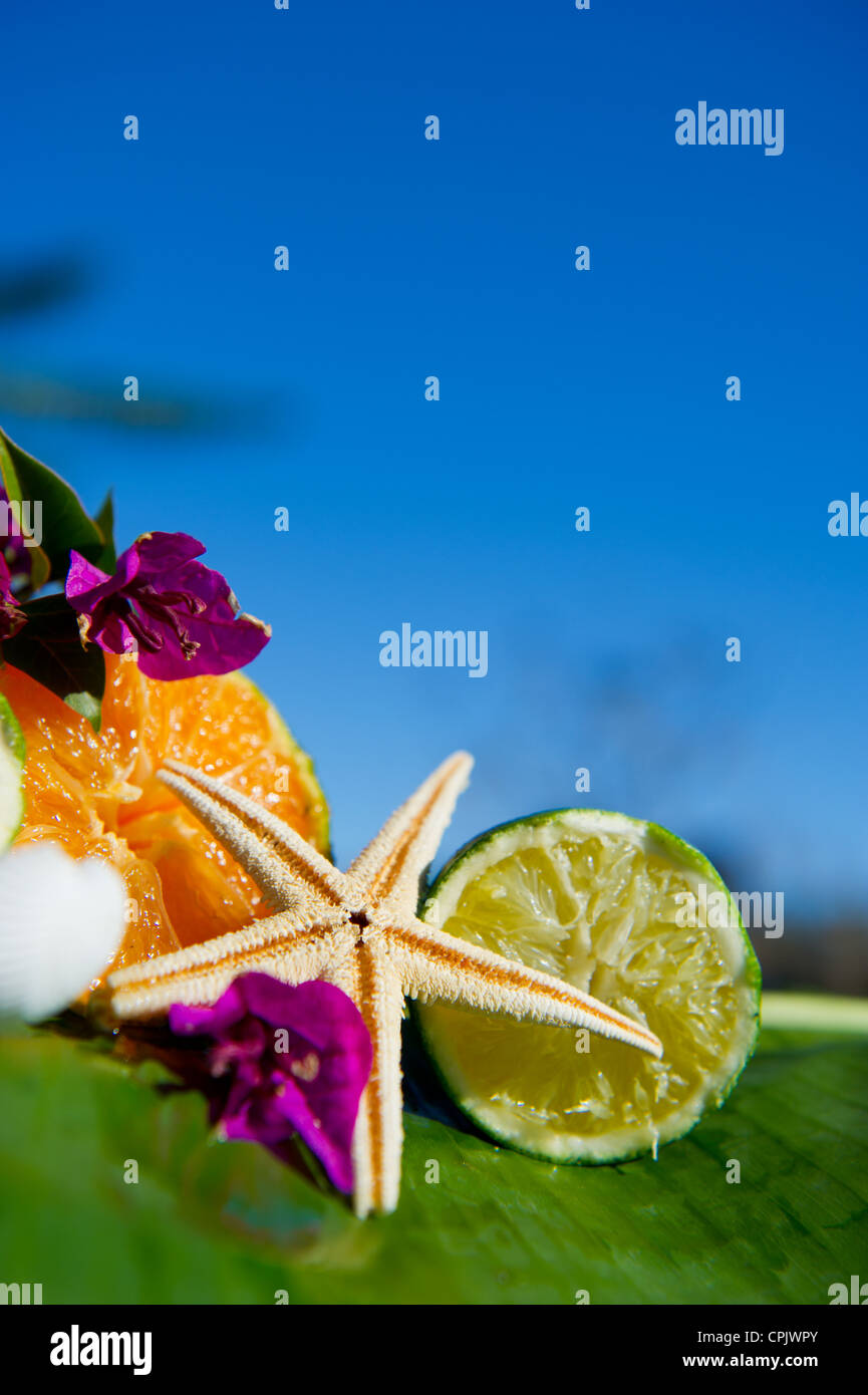 Tropical still life in corner with copy space Stock Photo - Alamy