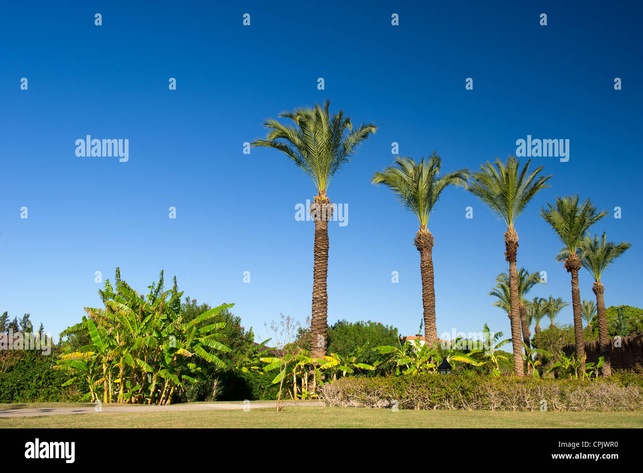 Tropical landscape with palm trees and bananas Stock Photo - Alamy
