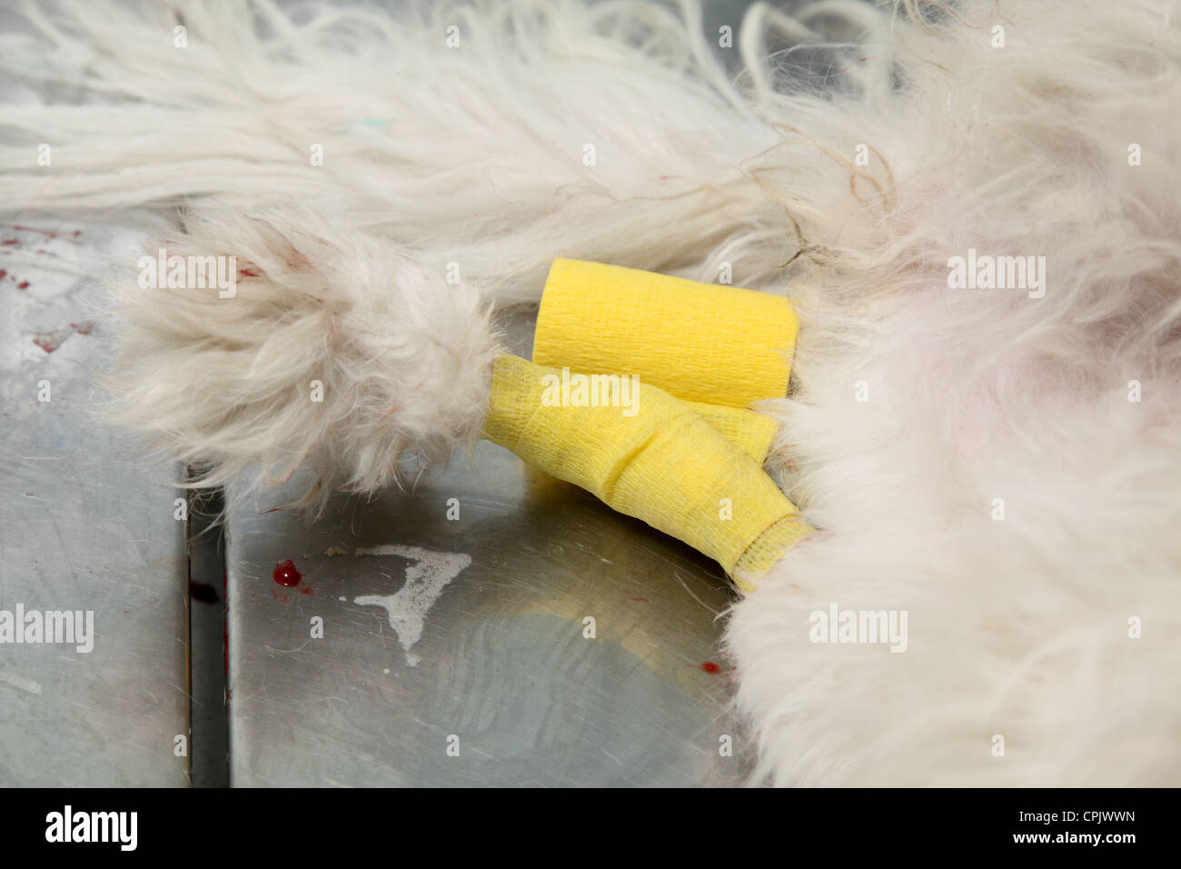 Dog veterinary leg hi-res stock photography and images - Alamy