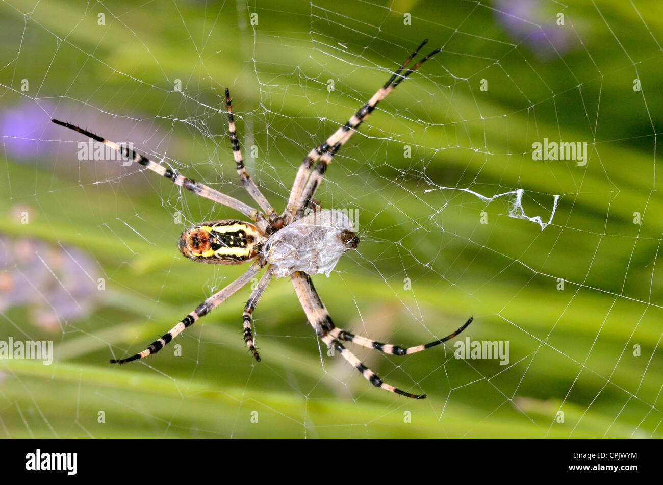Spider cocoon hi-res stock photography and images - Alamy