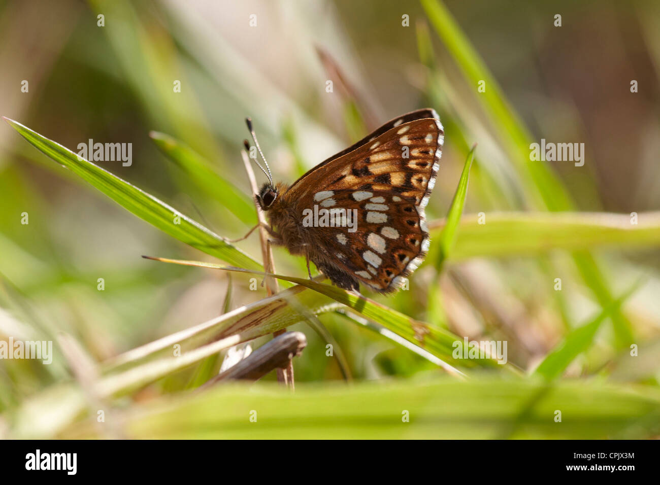 Duke of Burgundy, Hamearis lucina, butterfly on Gait Barrows nature ...
