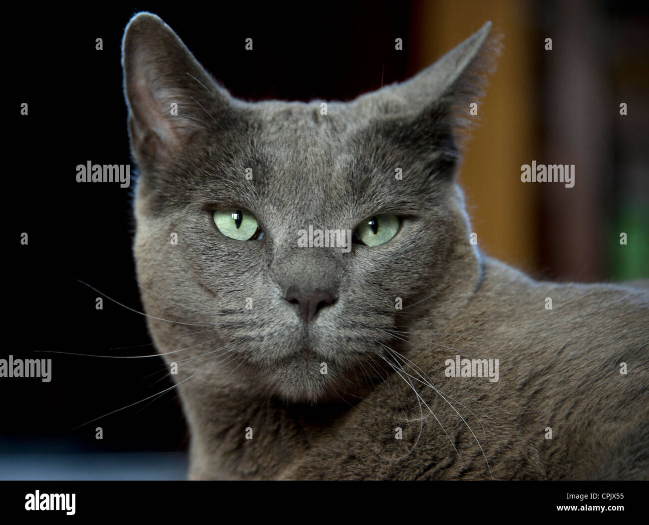 Russian Blue Cats High Resolution Stock Photography and Images - Alamy