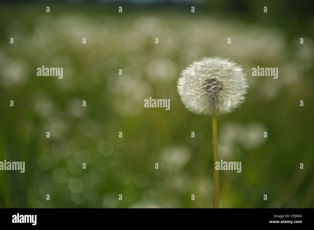 dandlion in landscape on the field with bokeh of back lit dandelions ...