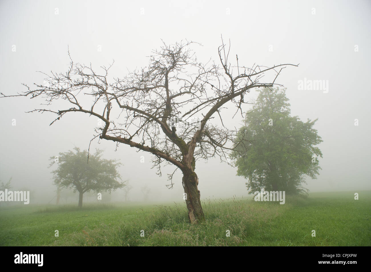 Solitary dead tree photographed on the background of fog. In the ...