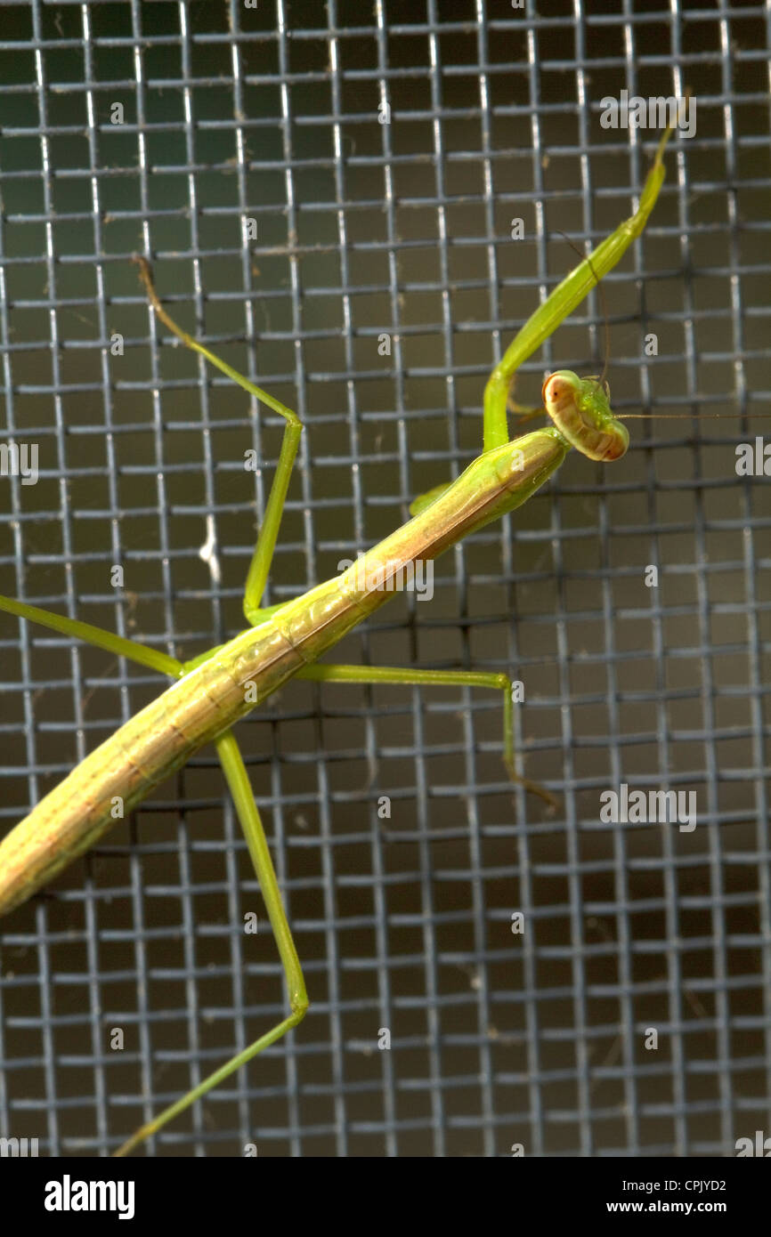 Praying Mantis on screen backgroung Stock Photo - Alamy