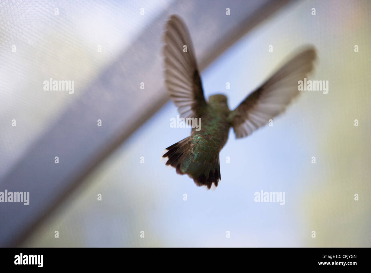 Hummingbird movement hi-res stock photography and images - Alamy
