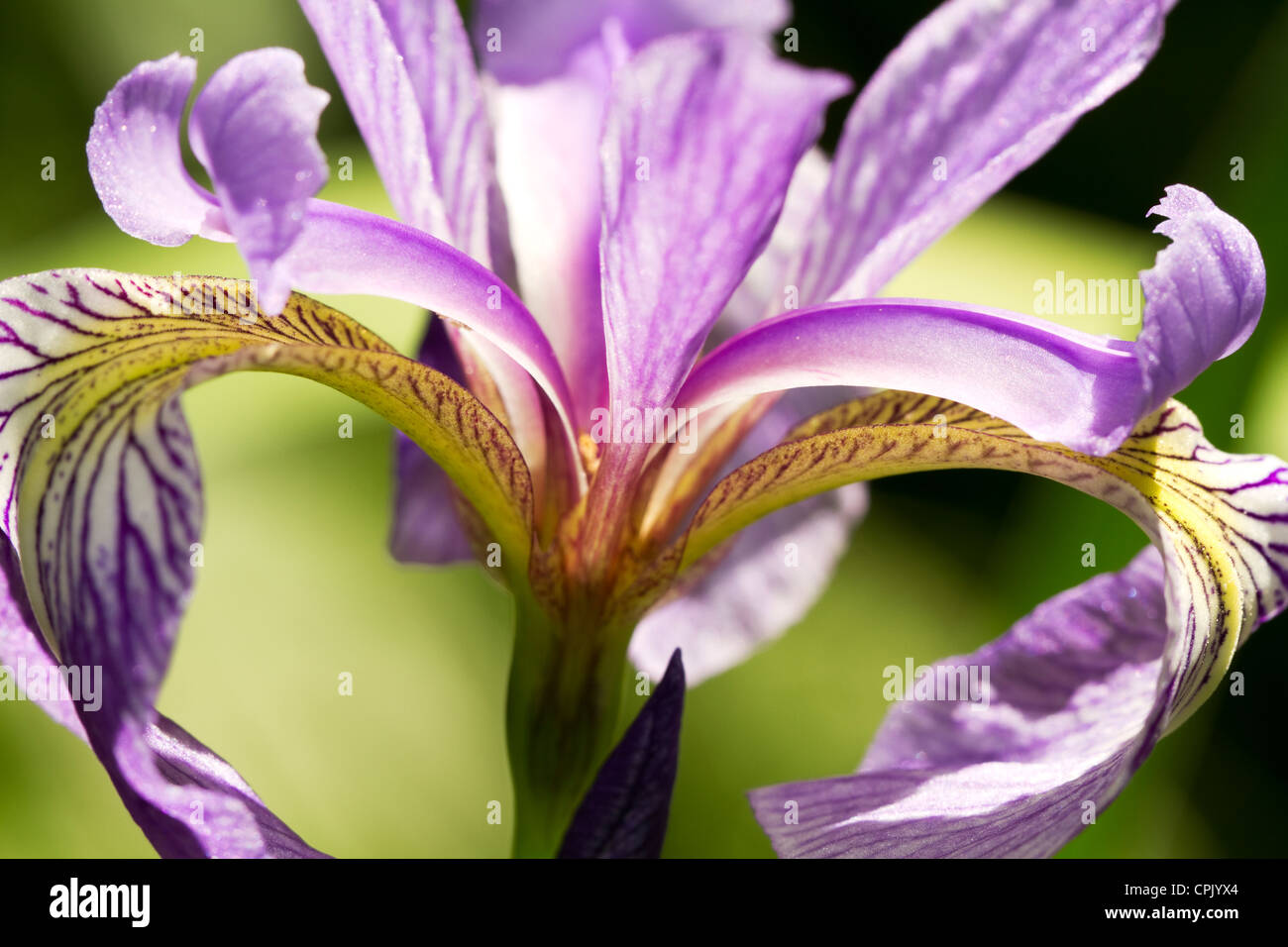 Soft pink iris flower hi-res stock photography and images - Alamy