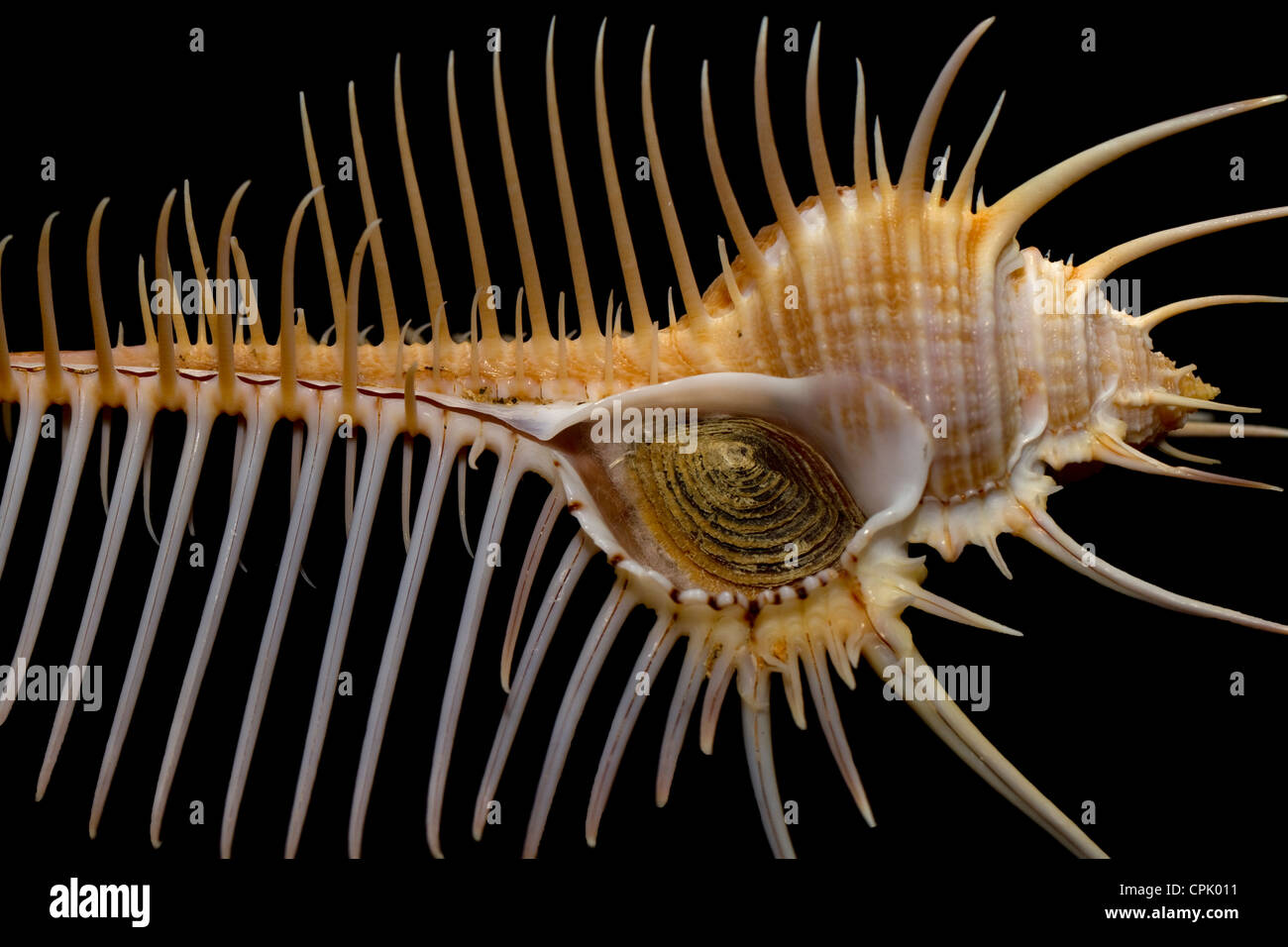 Spiney fish hi-res stock photography and images - Alamy