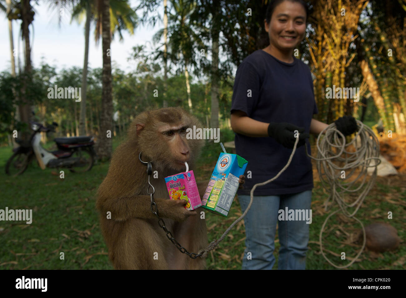 Monkey training centre,Surat Thani, Thailand Stock Photo - Alamy
