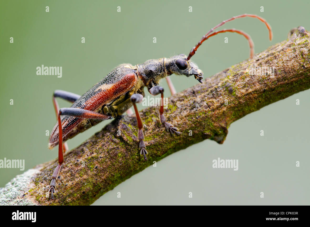 Two banded longhorn beetle resting on a branch Stock Photo - Alamy