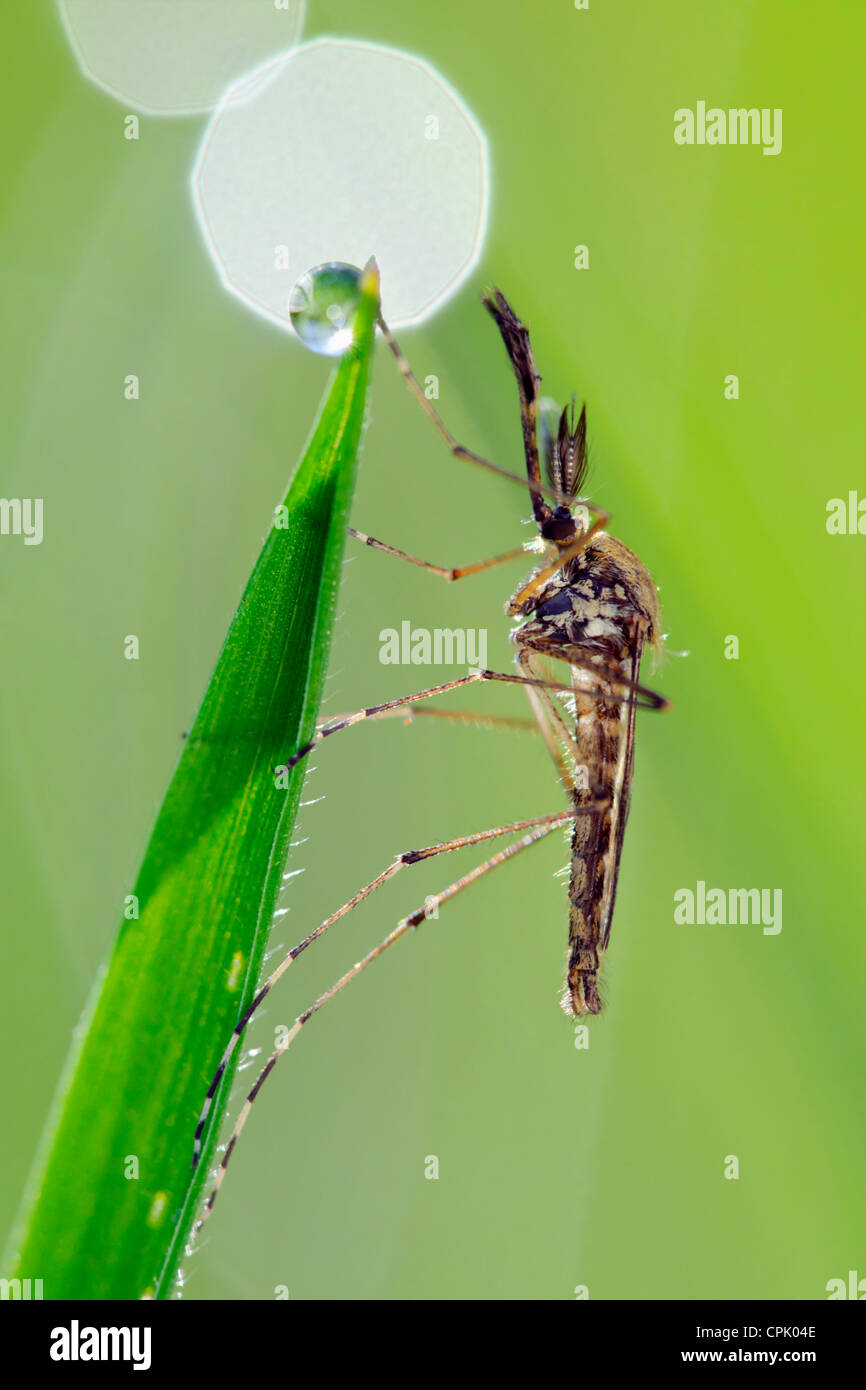 Mosquito antennae hi-res stock photography and images - Alamy