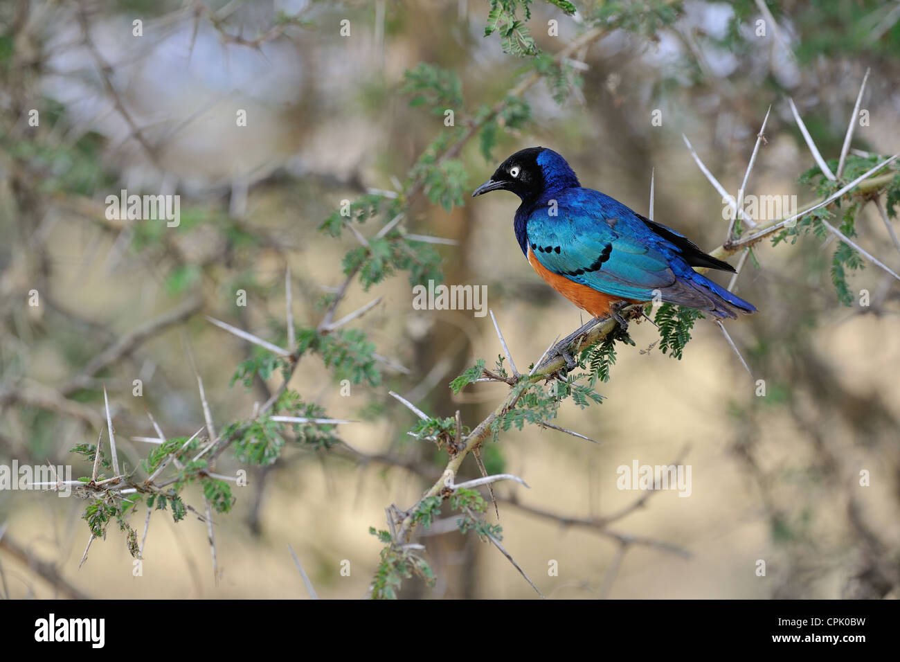 Superb starling - Superb glossy-starling (Spreo superbus - Lamprotornis ...