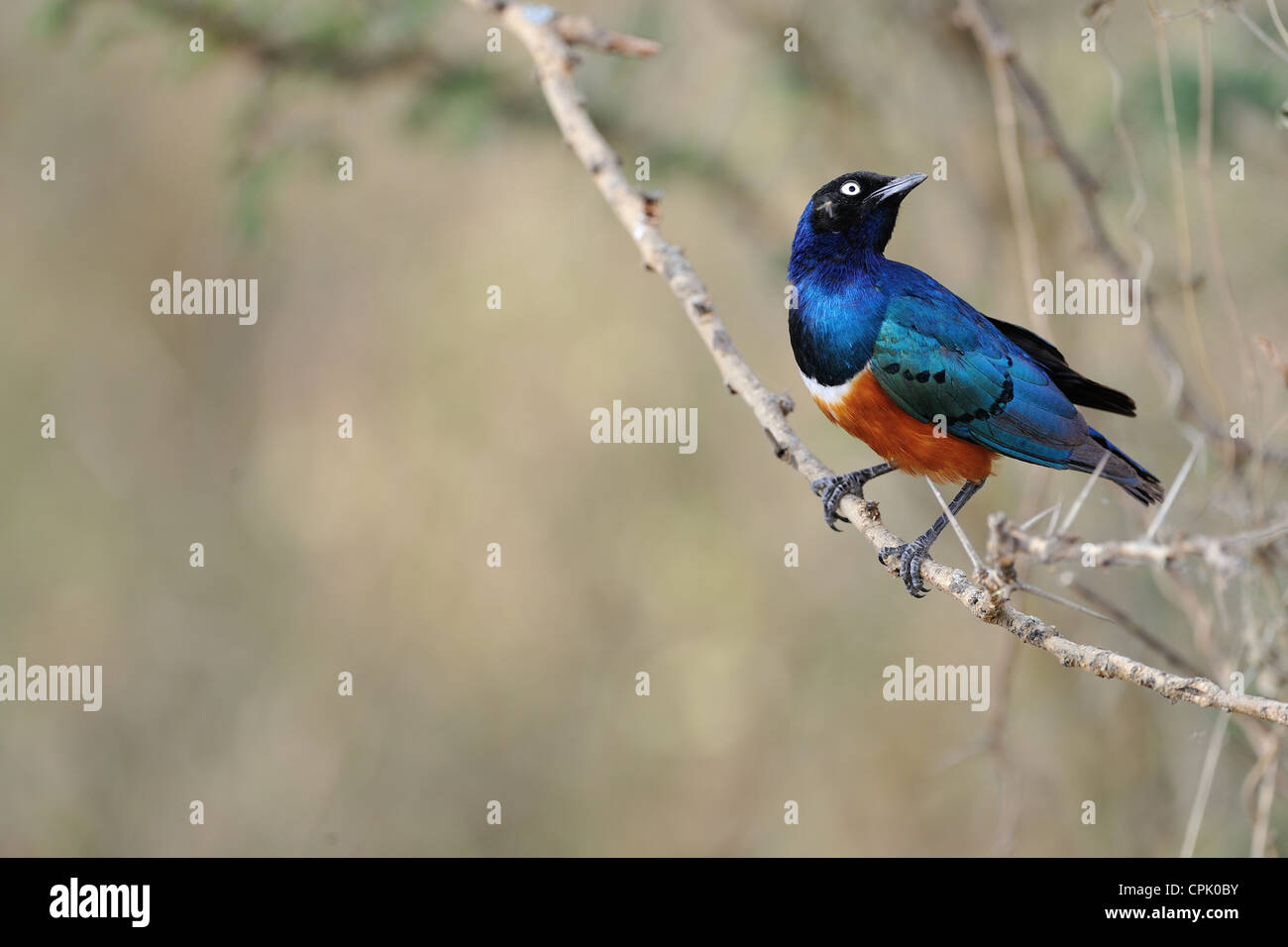 Superb starling - Superb glossy-starling (Spreo superbus - Lamprotornis ...